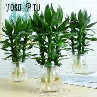 Jual Bambu Batangan Terbaik - Harga Murah April 2025 & Cicil 0%