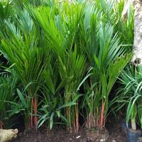 Jual Pohon Palem Merah Terbaik - Harga Murah Mei 2024 & Cicil 0%
