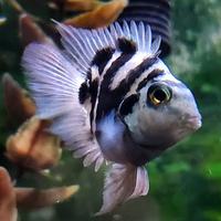 Jual Ikan Parrot Murah - Harga Terbaru 2021
