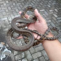 Jual Ular Jali Terlengkap & Terbaik - Harga Murah Mei 2024