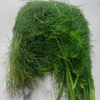 Jual Daun Dill Terdekat - Harga Murah & Grosir Juni 2025
