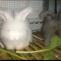 Jual Kelinci Lokal Terbaik & Terbaru Maret 2025 - Harga Murah