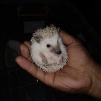 Jual Landak Mini Terlengkap & Terbaik - Harga Murah Juni 2023