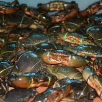 Jual Kepiting Segar Terdekat - Harga Murah & Grosir Januari 2025