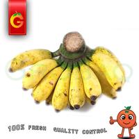 Pisang Raja Segar Berkualitas, Harga Termurah! April 2024