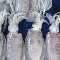 Jual Cumi Segar Terdekat - Harga Murah & Grosir Januari 2025