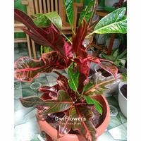 Jual Pohon Puring Terbaik - Harga Murah Juni 2025 & Cicil 0%