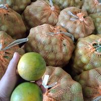 Jual Jeruk Baby Malang Terdekat - Harga Murah & Grosir Januari 2024