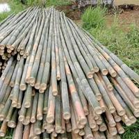 Jual Bambu Batangan Terbaik - Harga Murah Oktober 2022 & Cicil 0%