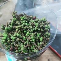 Jual Andaliman Terdekat - Harga Murah & Grosir Juni 2024