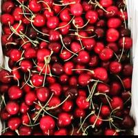 Jual Buah Cherry Segar Terdekat - Harga Murah & Grosir Maret 2025