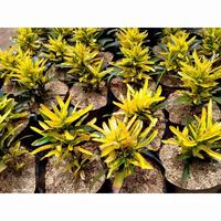 Jual Pohon Puring Terbaik - Harga Murah Mei 2023 & Cicil 0%