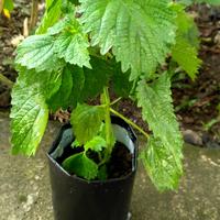 Jual Pohon Daun Matcho Terbaik - Harga Murah Juni 2024 & Cicil 0%