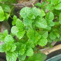 Jual Daun Mint Segar Terdekat - Harga Murah & Grosir Juli 2025