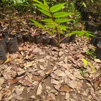 Jual Kayu Suren Terbaik - Harga Murah Mei 2024 & Cicil 0%