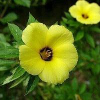 Jual Bunga Pukul 8 Terlengkap - Harga Murah & Grosir Januari 2024