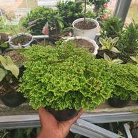 Jual Rumput Raja Terbaik - Harga Murah Juni 2024 & Cicil 0%