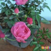 Jual Bibit Bunga Mawar Terbaik - Harga Murah Maret 2024 & Cicil 0%