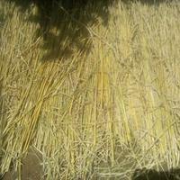 Jual Jerami Padi Terlengkap & Terbaik - Harga Murah Juni 2024