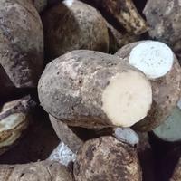 Jual Ubi Kuning Terdekat - Harga Murah & Grosir Juni 2024