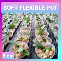 Jual Bibit Anggrek Botolan Terbaik - Harga Murah Juni 2024 & Cicil 0%