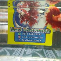 Jual Ikan Cupang Hm Terlengkap & Terbaik - Harga Murah Juni 2024