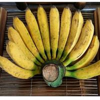 Pisang Raja Segar Berkualitas, Harga Termurah! Juni 2025