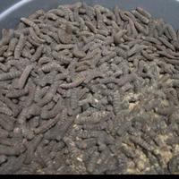 Jual Pupa Bsf Terlengkap & Terbaik - Harga Murah Mei 2024