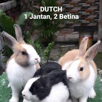 Jual Kelinci Dutch Terlengkap & Terbaik - Harga Murah Mei 2024