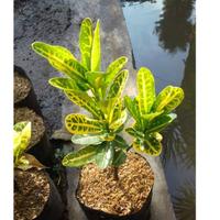 Jual Pohon Puring Terbaik - Harga Murah Juni 2024 & Cicil 0%