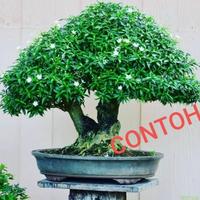 Jual Tanaman Rombusa Terbaik - Harga Murah Maret 2024 & Cicil 0%