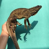 Jual Soa Layar Murah & Terbaik - Harga Terbaru Juni 2024