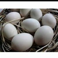 Jual 1 Butir Telur Terdekat - Harga Murah & Grosir Juni 2024