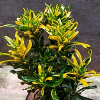 Jual Pohon Puring Terbaik - Harga Murah Maret 2025 & Cicil 0%