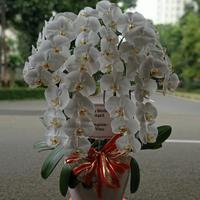 Jual Hampers Anggrek Murah - Harga Terbaru 2024