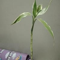 Jual Bambu Batangan Terbaik - Harga Murah Januari 2024 & Cicil 0%