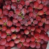 Jual Anggur Australia Terdekat - Harga Murah & Grosir Mei 2024