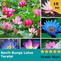 Jual Bunga Teratai Terlengkap - Harga Murah & Grosir April 2025