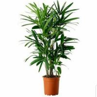 Jual Palem Waregu Terbaik - Harga Murah Mei 2024 & Cicil 0%