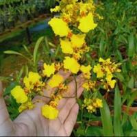 Jual Anggrek Golden Shower Terbaik - Harga Murah Mei 2024 & Cicil 0%