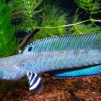 Jual Channa Blue Pulchra Terlengkap & Terbaik - Harga Murah August 2021