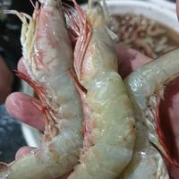 Jual Udang Krosok Terdekat - Harga Murah & Grosir Mei 2024