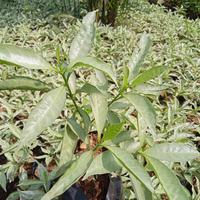 Jual Pohon Temu Putih Terbaik - Harga Murah Maret 2024 & Cicil 0%