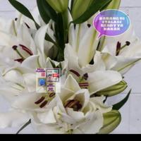 Jual Bunga Lily Asli Terlengkap - Harga Murah & Grosir Juni 2024