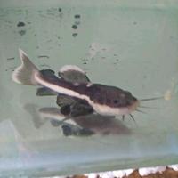 Jual Ikan Rtc Terlengkap & Terbaik - Harga Murah November 2022