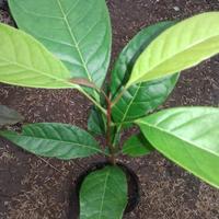 Jual Bibit Mahoni Terdekat - Harga Murah & Grosir Februari 2024