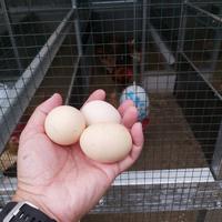 Jual Ayam Parent Terlengkap - Harga Murah Juli 2025 & Cicil 0%