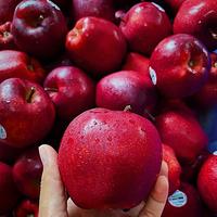 Jual Apel Washington Terdekat - Harga Murah & Grosir August 2021