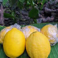 Jual Lemon Buah Terdekat - Harga Murah & Grosir Januari 2023
