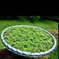 Jual Azolla Terlengkap & Terbaik - Harga Murah Juni 2024